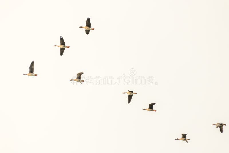 Group of Wild Geese in Flight Over the Plain Stock Image - Image of ...