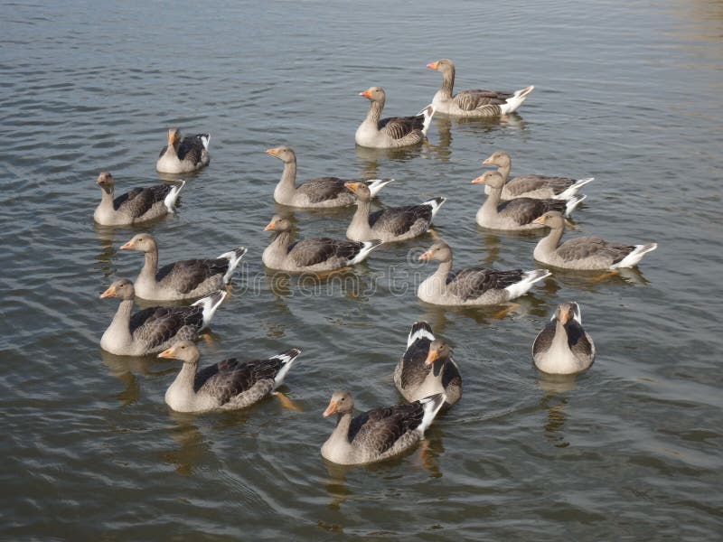 A group of wild geese stock image. Image of group, farm - 41450465