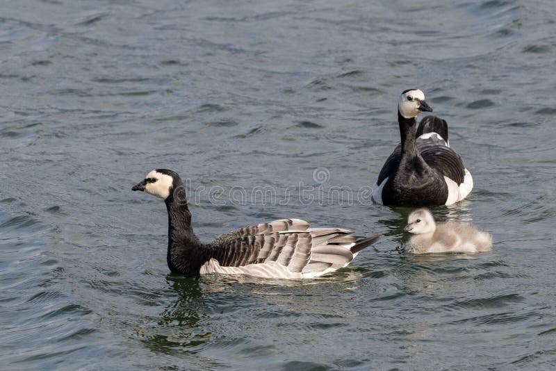 Group of Wild Geese Swimming in the Water in Svalbard, Norway Stock ...