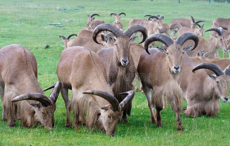 Group of Wild Goats on the Grass Stock Photo - Image of male, hoof ...