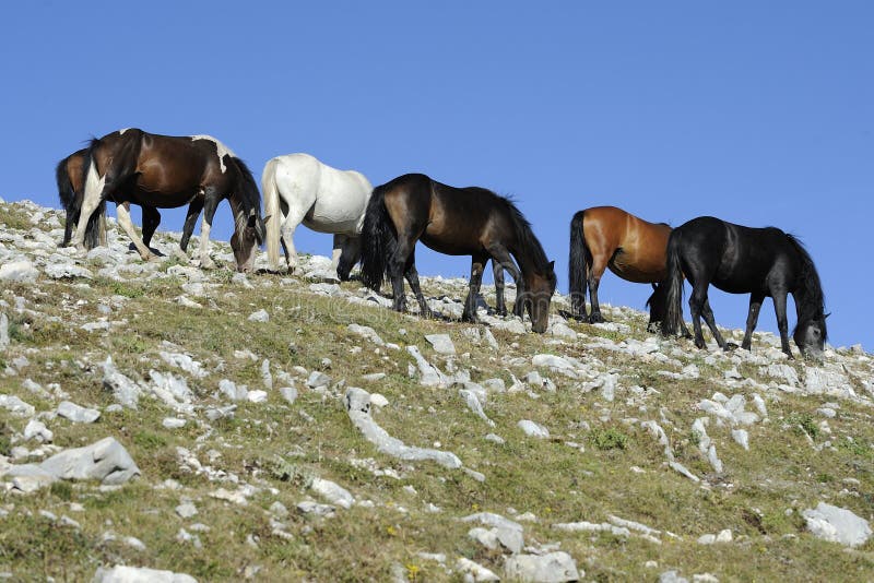 Group of Wild Horse stock photo. Image of wildlife, portrait - 15567700