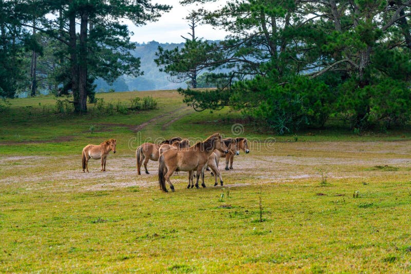Group of Wild Horses on the Green Pasture Stock Image - Image of green ...