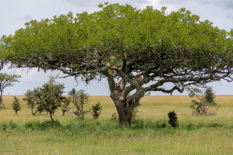 Group of Wild Lions in Their Natural Habitat Stock Photo - Image of ...