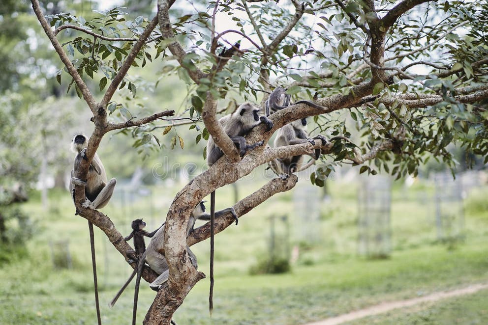 Group of Wild Monkeys on the Tree Stock Photo - Image of african, green ...