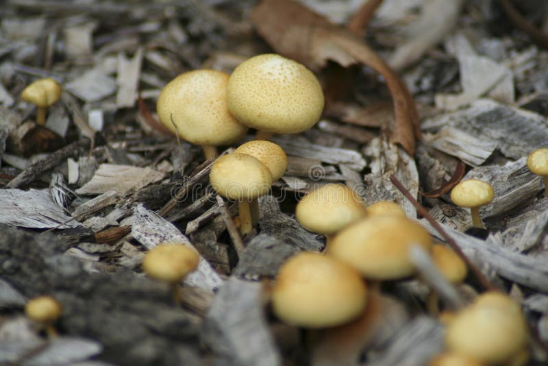Group of Wild Mushrooms Growing in Forest Stock Photo - Image of ...