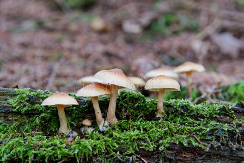 Wild Mushrooms Growing in a Forest Stock Photo - Image of biology ...