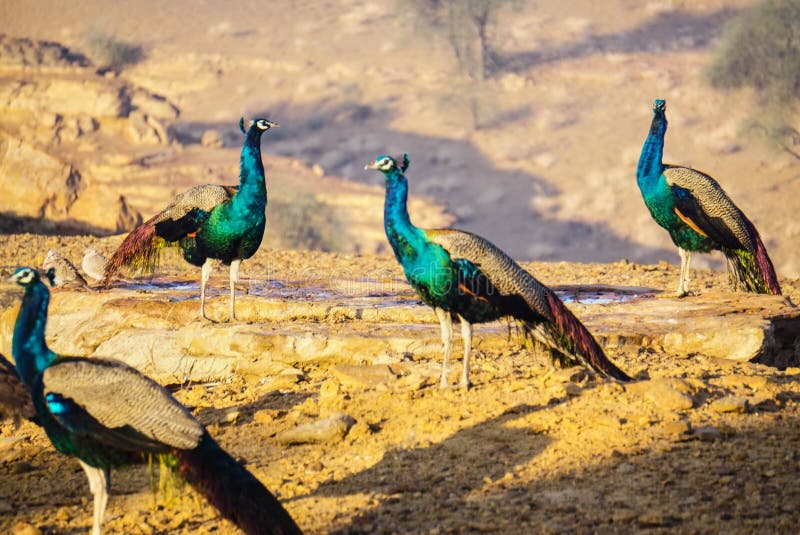 A group of wild peacocks stock photo. Image of wild - 218269120
