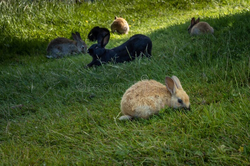 Wild Rabbits Grazing on Grass in the Park. Stock Photo - Image of ...