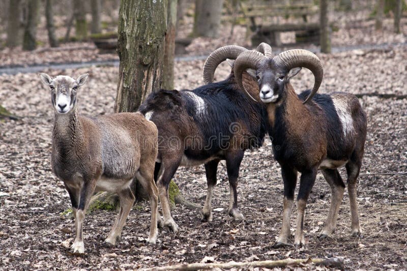 Wild sheep stock image. Image of green, mammal, brown - 11354111