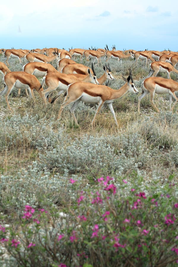 Group of Wild Springbok Gazelles Stock Photo - Image of africa, animal ...