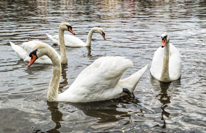 Group of wild swans stock image. Image of season, winter - 55517843