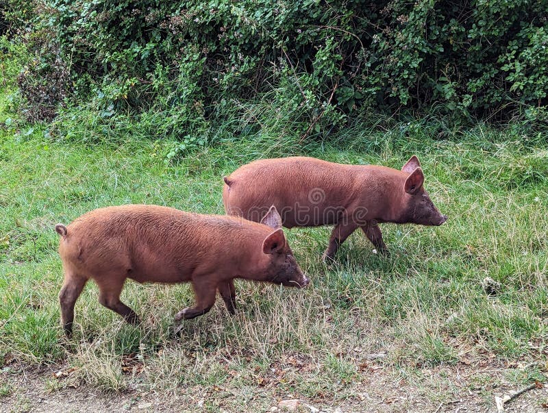 Group of Wild Tamworth Piglets Roaming Free in Wild Grassland Stock ...