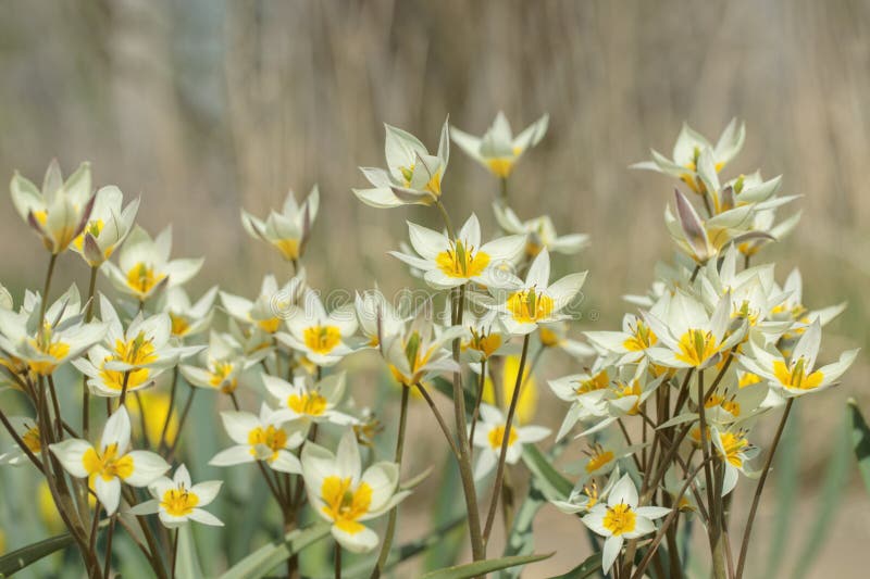 Turkestan Tulips (Tulipa Turkestanica). Stock Photo - Image of flower ...