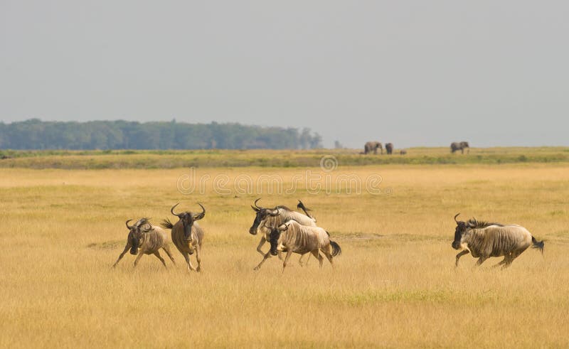 A Group of Wildebeest Running and Playing. Stock Photo - Image of line ...