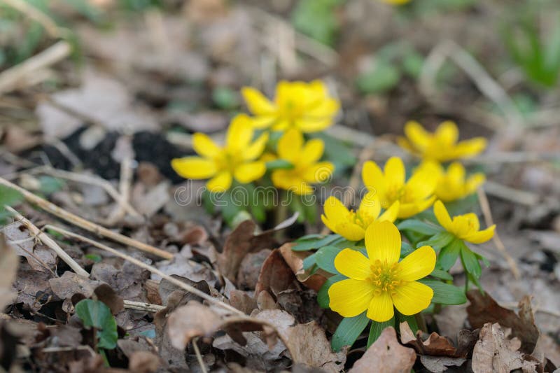 Group of Winter Aconites (Eranthis Hyemalis). Stock Image - Image of ...