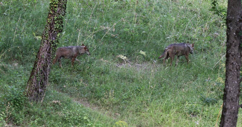 Wolves Wild Animals in Nature Stock Footage - Video of wolf, beast ...