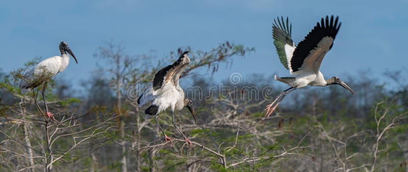 Group of Wood Storks Soaring through the Sky Above Lush Deciduous Trees ...