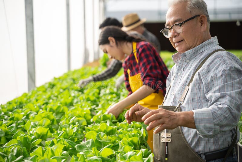 Group of Worker Checking Quality of Organic Vegetables. Stock Photo ...