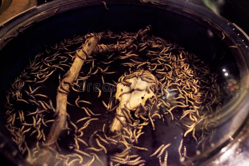 Group of worms stock image. Image of earthworms, gardening - 87988887
