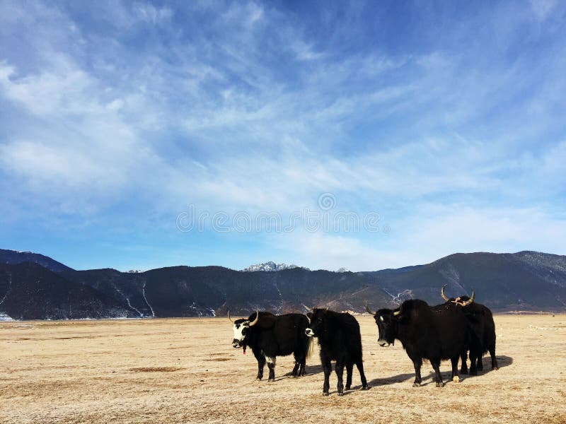 Group of Yaks in an Open Desert Field with Mountains in the Background ...