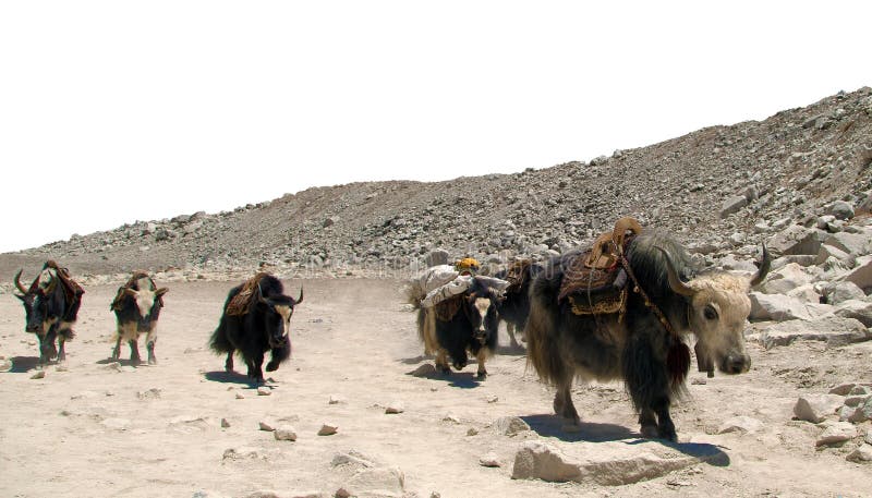 Group of Yaks, Yak or Dzo Caravan Stock Image - Image of portrait ...