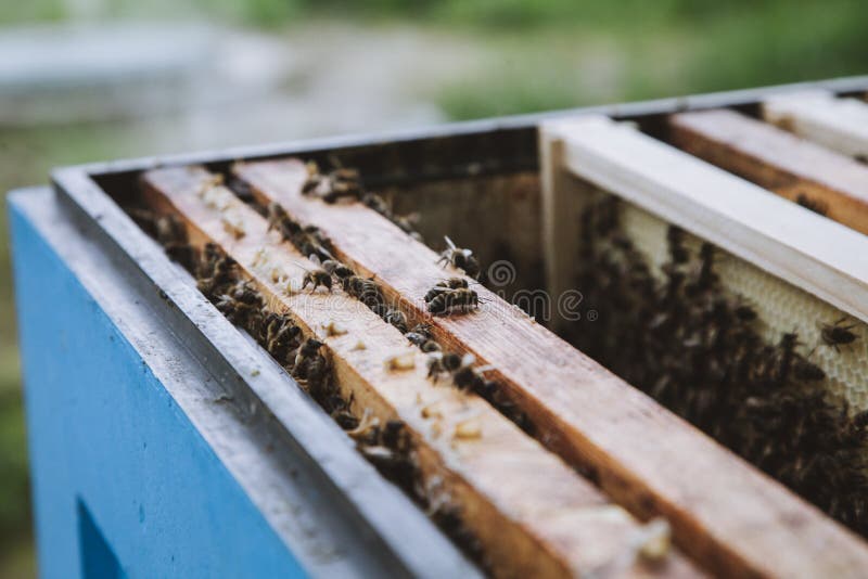 Group of Yellow Bees on the Hive Frame Stock Photo - Image of ...