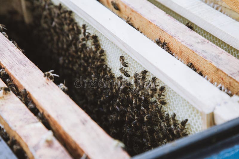 Group of Yellow Bees on the Hive Frame Stock Image - Image of ...