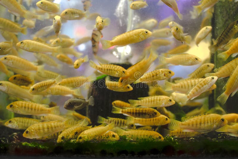 A Group of Yellow Cichlid Fish in the Aquarium Stock Image - Image of ...