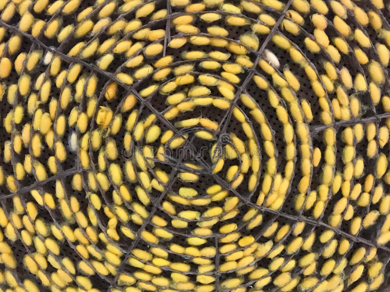 Yellow Cocoons of Silk Worms Stock Image - Image of traditional, yellow ...