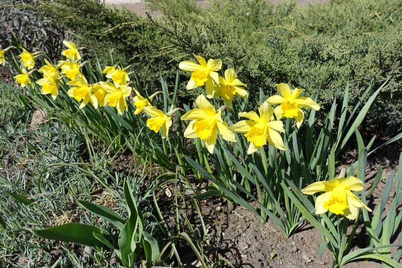 Group of Yellow Daffodils in a Row in March Stock Image - Image of ...