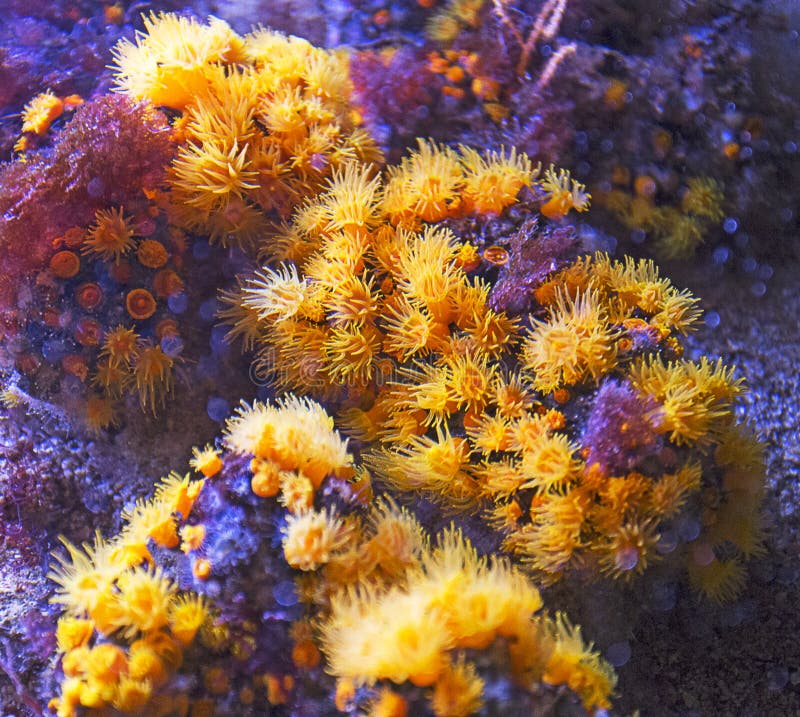 Group of yellow corals stock photo. Image of marine, life - 81853736