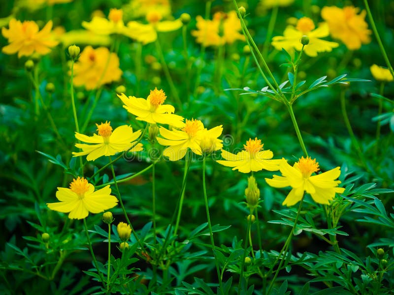 Group of yellow cosmos stock image. Image of garden, leaves - 76032577