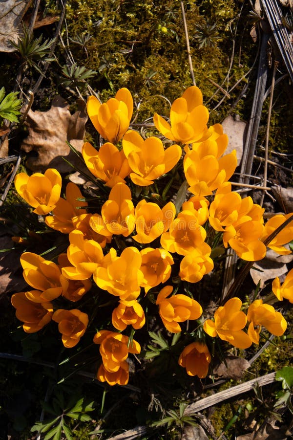 Group of Yellow Crocus or Saffron, Crocus Flavus, Floral Background ...