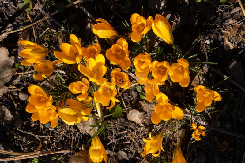 Group of Yellow Crocus or Saffron, Crocus Flavus, Floral Background ...