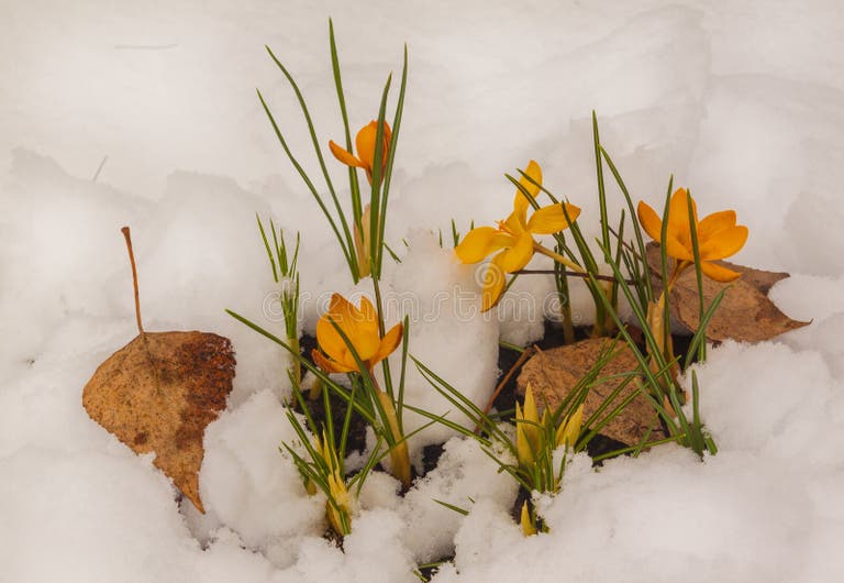 Yellow Crocuses in the Snow Stock Image - Image of snow, natural: 109976321