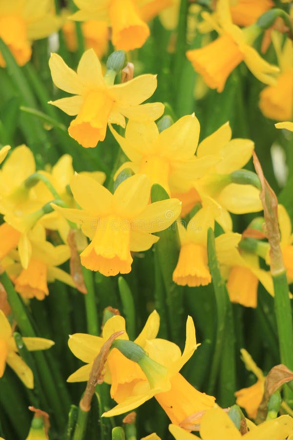 Group of yellow daffodils stock photo. Image of yellow - 221616380