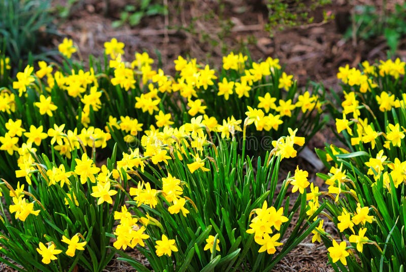 A Group of Yellow Daffodils. Stock Photo - Image of outdoors, nature ...