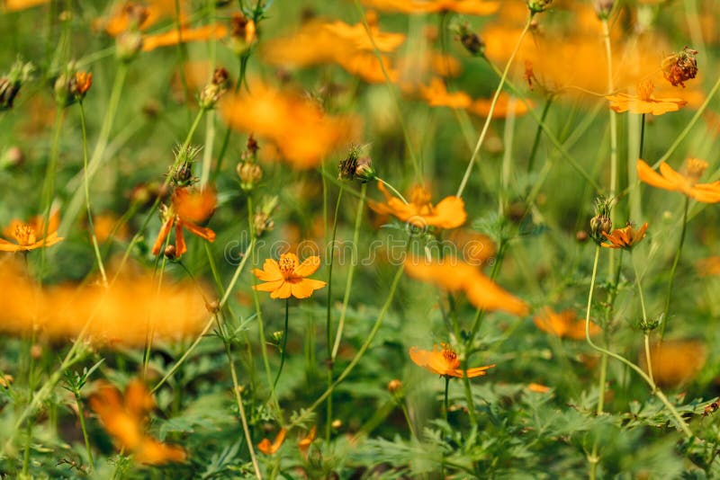 Group of Yellow Flower in Fields. Stock Photo - Image of decoration ...