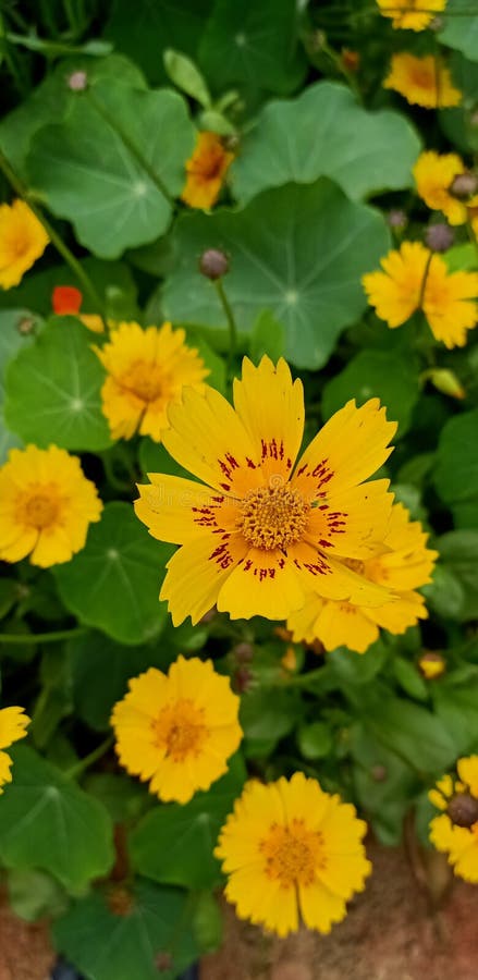 Group of yellow flowers stock photo. Image of meadow - 180486598