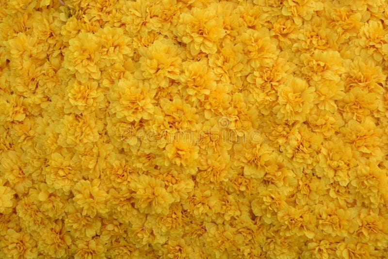 Group of Yellow Flowers Background Stock Photo - Image of calendula ...