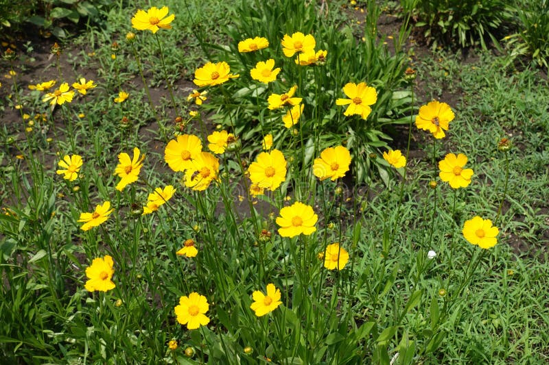 Group of Yellow Flowers of Coreopsis Lanceolata in June Stock Photo ...