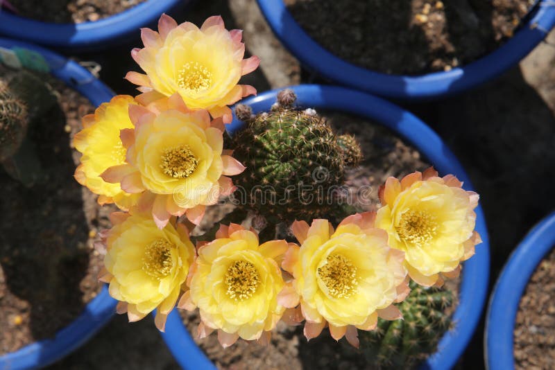 Group of Yellow Lobivia Cacti Blooming. Stock Image - Image of desert ...