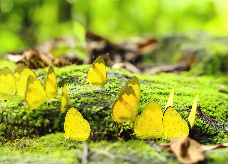 Group of Yellow Monarch Butterfly in the Forest. Stock Photo - Image of ...