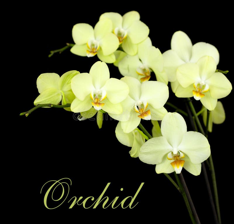 Group of yellow orchids stock photo. Image of clean, orchid - 41054016