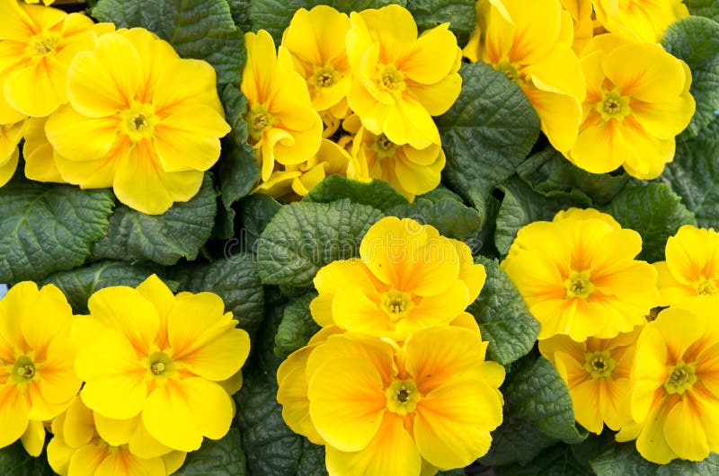 Group of Yellow Primrose in Bloom Stock Photo - Image of blooming ...