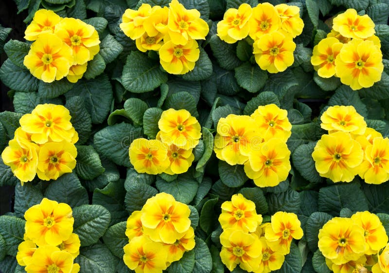 Group of Yellow Primroses in Bloom Stock Photo - Image of gardening ...