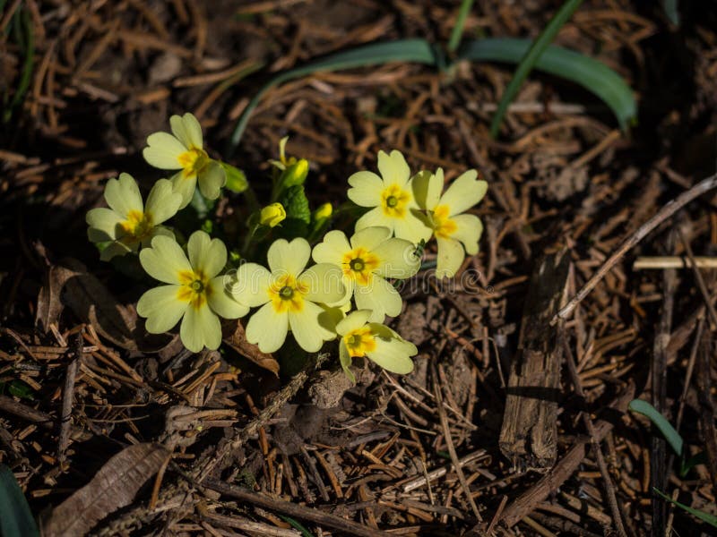 Primroses Growing in Grassland Stock Photo - Image of primroses ...