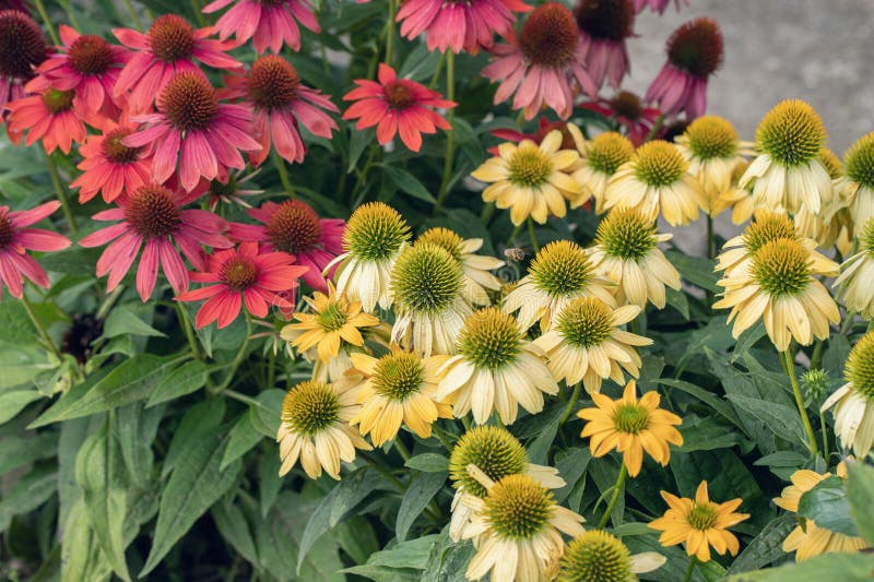 Group of Yellow and Red Coneflowers (Echinacea Purpurea) in a Garden ...