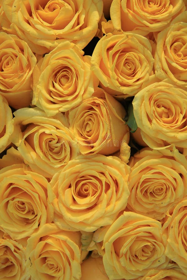 Group of yellow roses stock photo. Image of flowers - 206277248