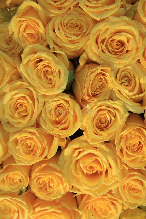 Group of yellow roses stock photo. Image of yellow, flower - 80473336